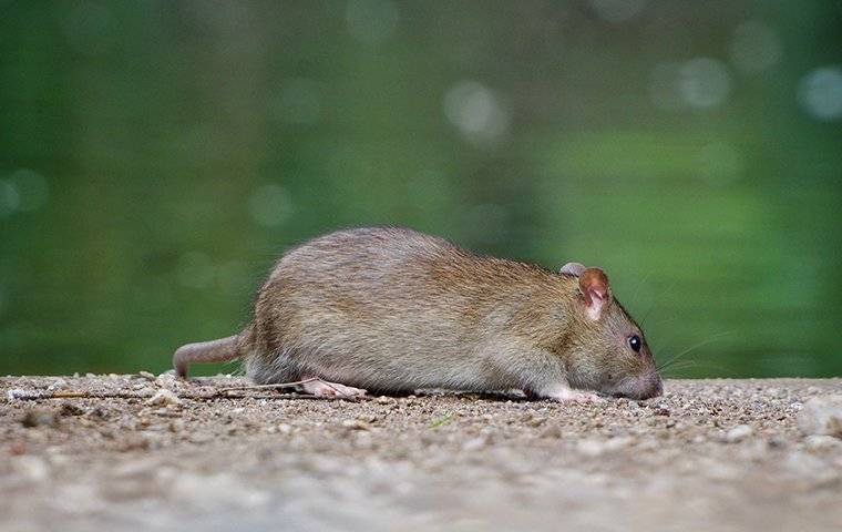 The Most Effective Rodent Control For Your Sacramento Home